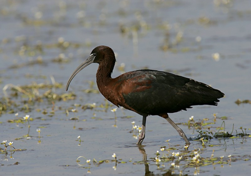 ! Alicante Today - archived - Two Glossy Ibis Water Birds Released In ...