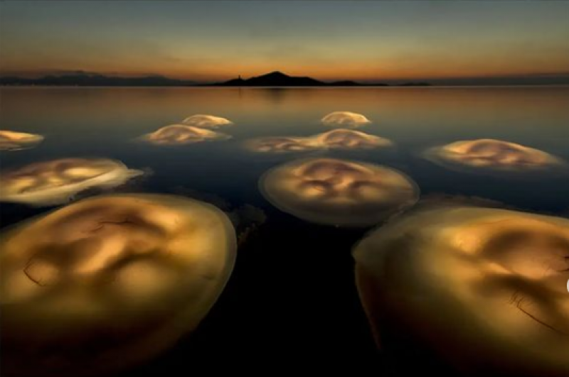 ! Alicante Today - archived - Mar Menor Jellyfish Photo Wins European ...
