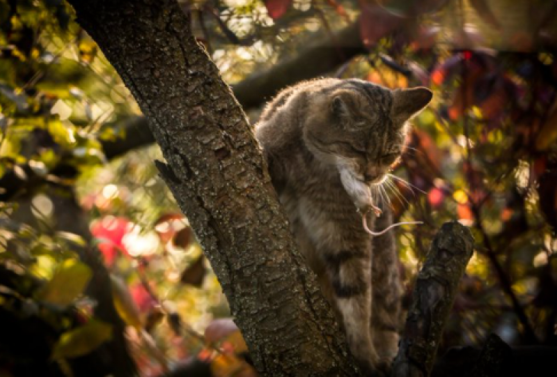 ! Alicante Today - archived - Wildcat Population In Spain Suffering A ...