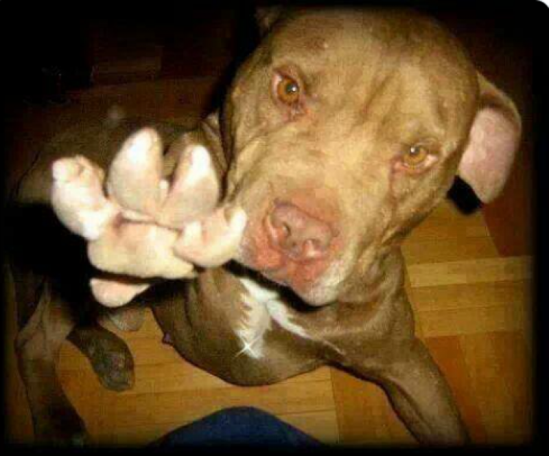 ! Alicante Today - archived - Malaga Animal Shelter One Of First In ...