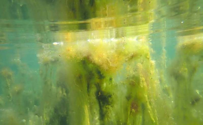 ! Alicante Today - archived - 100,000m2 Of Algae Pops Up In The Mar Menor